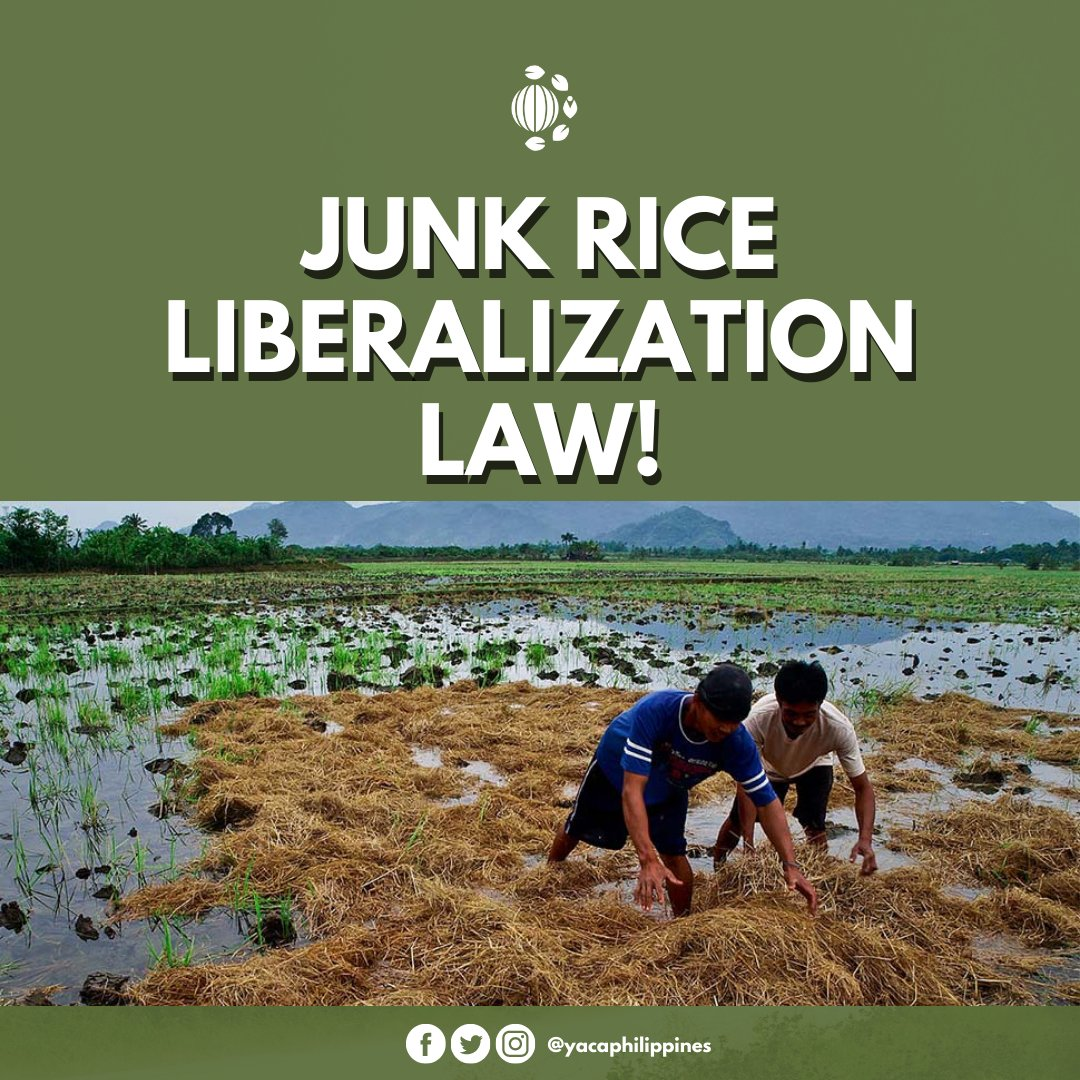 Junk Rice Liberalization Law! Support Our Farmers! – Youth Advocates ...